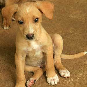 What is the Royal Bahamian Potcake?